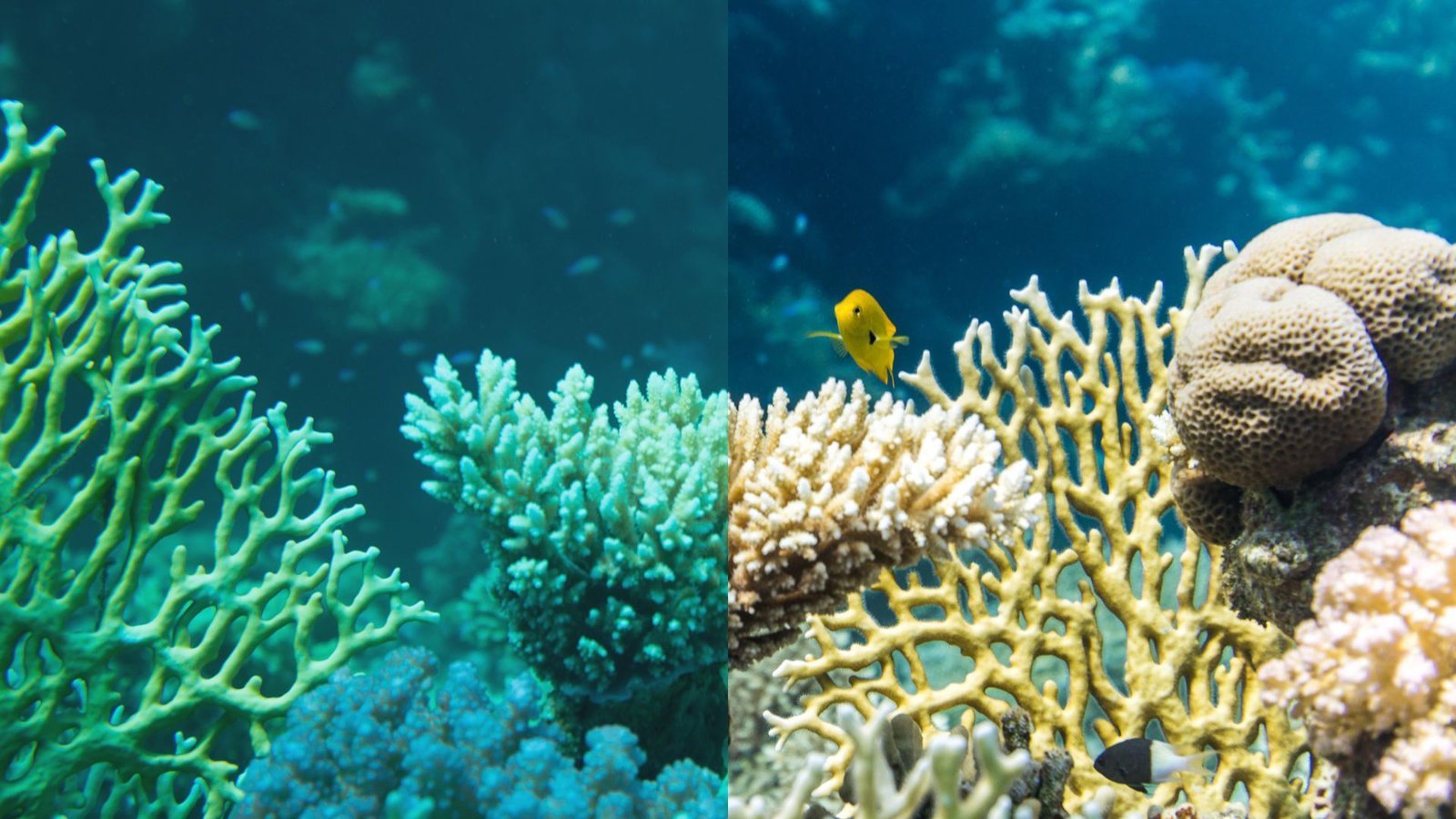 Tips for Editing Underwater Photography - Donavan Freberg